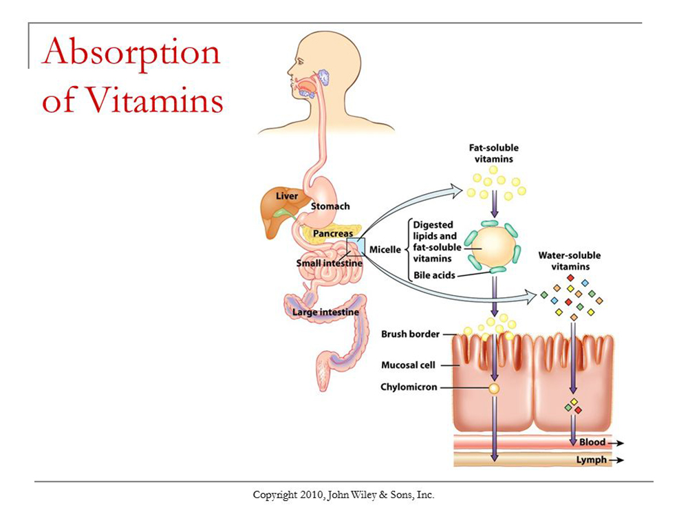 The Best Time to Take Your Supplements: Maximizing Absorption of the B ...